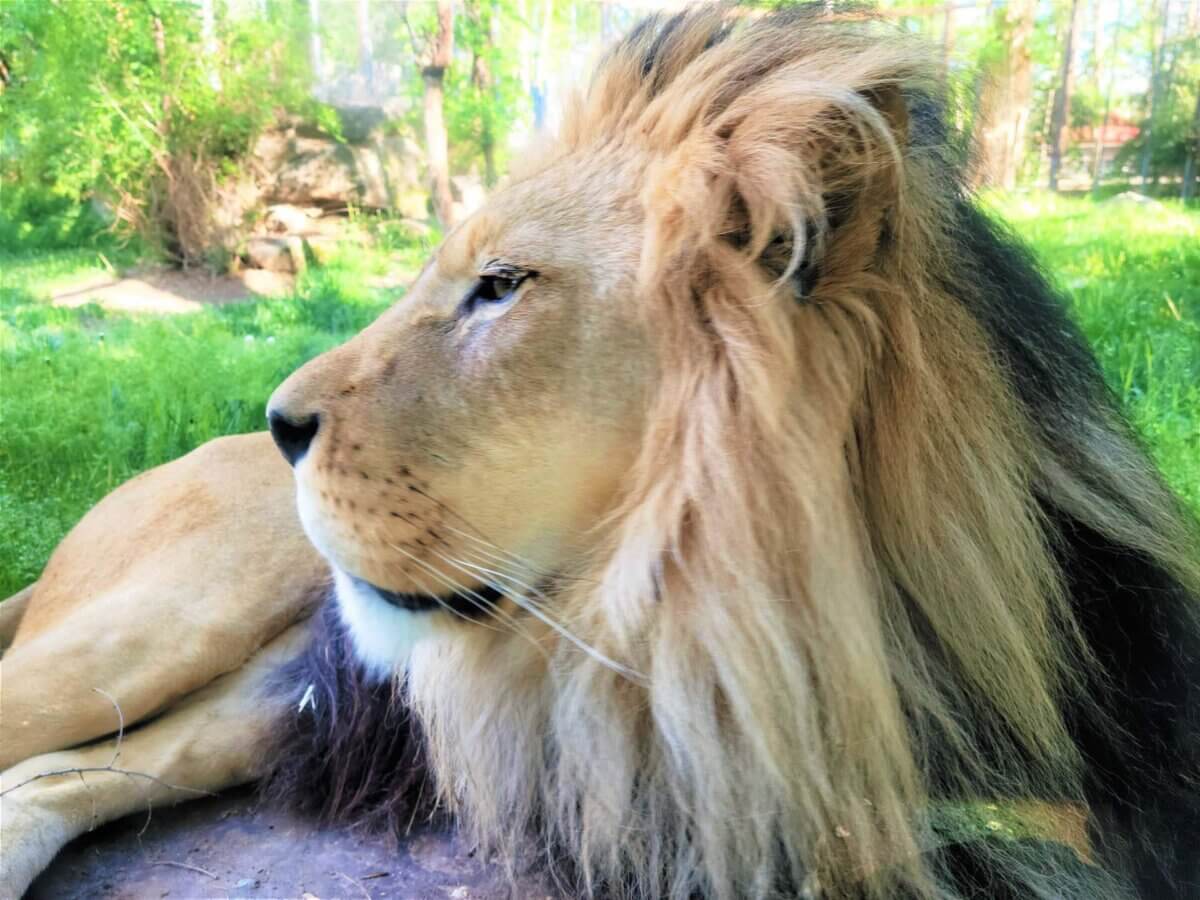 Fun Winter Day at Zoo Boise - familyvacay.com